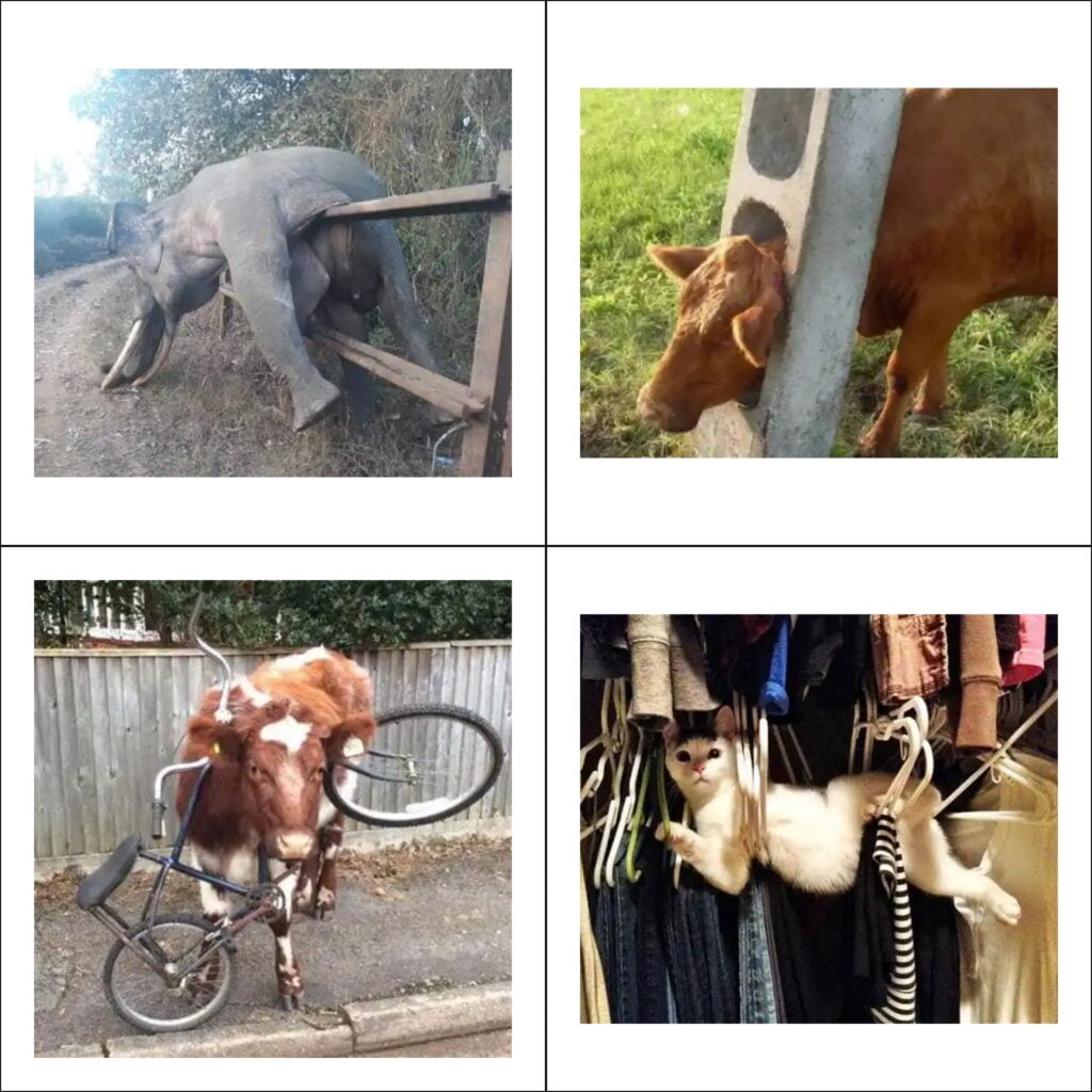 50 Animals Stuck in Weird Places (so funny)