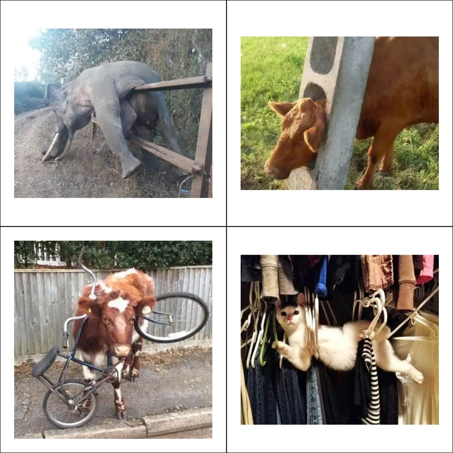 50 Animals Stuck in Weird Places (so funny)